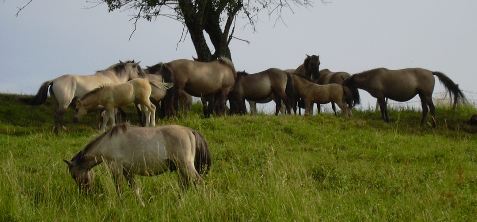 Baccalauréat Professionnel Conduite et Gestion de l’Entreprise Hippique ...